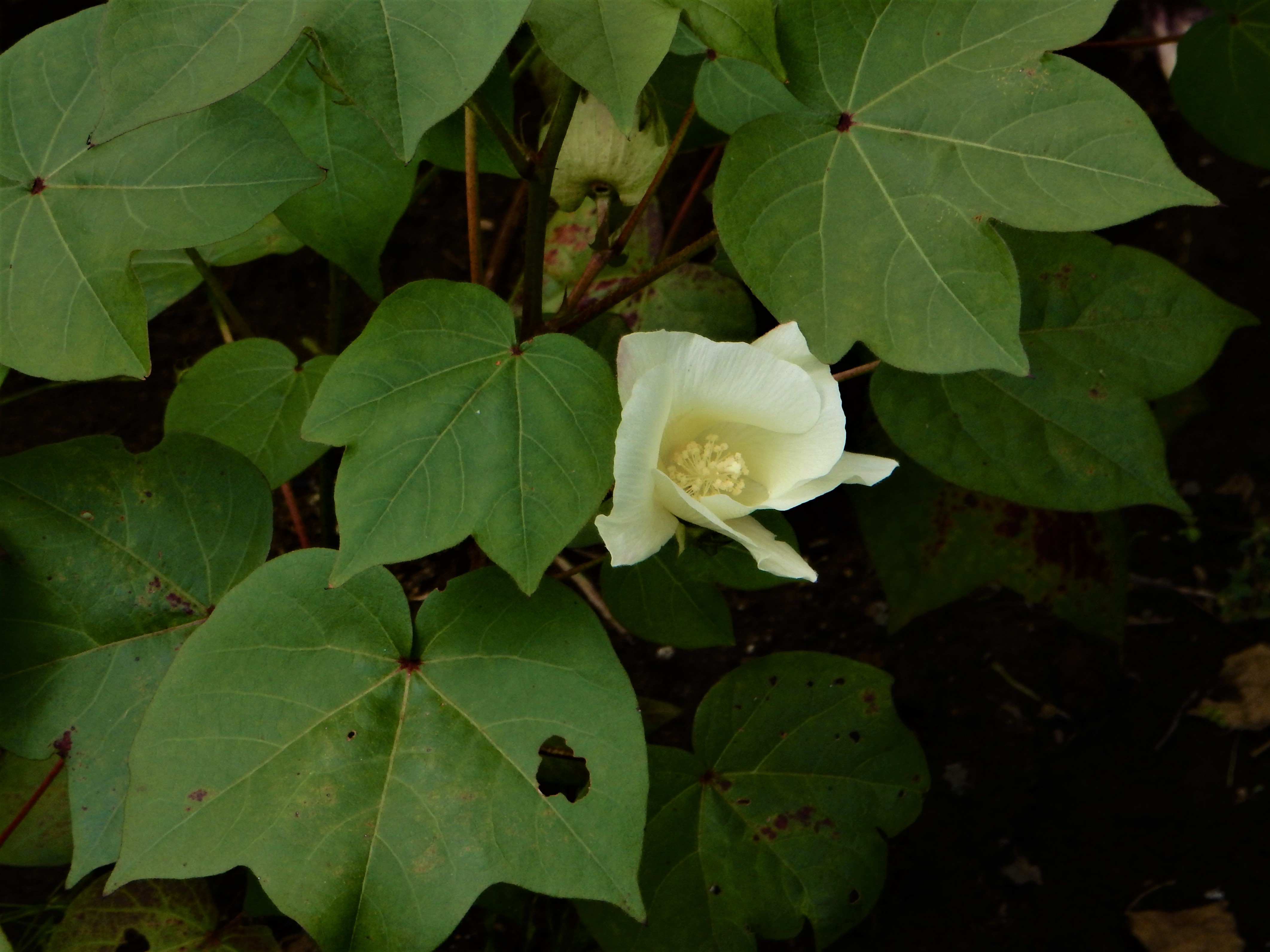 《森の植物の歳時記》 101 【ワタ（綿）】｜公益財団法人 ニッセイ緑の財団