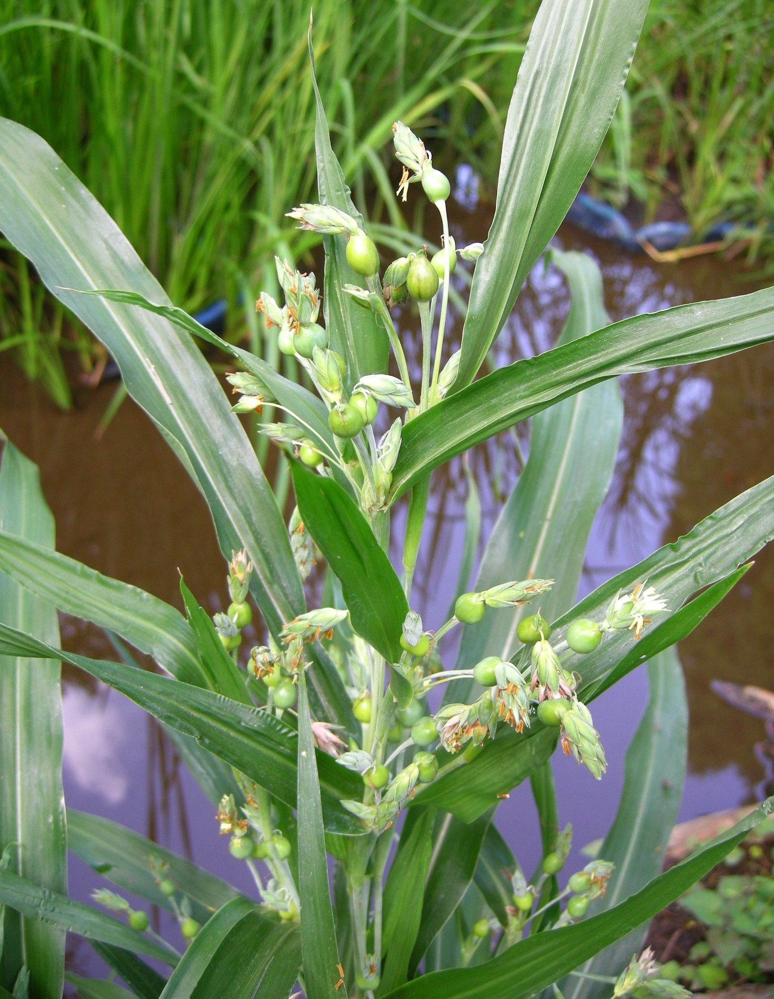 416．《ジュズダマ（数珠玉）》 | ニッセイ緑の財団ニュース